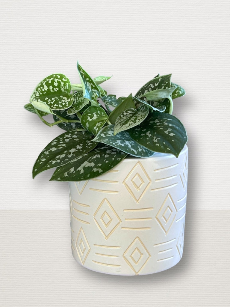 Scindapsis in Rhombus Planter | Plant Party