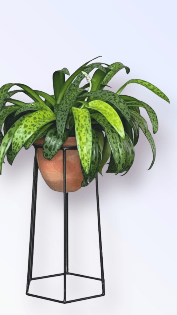 Squill Lilly in Terra Bee Plant Stand | Plant Party