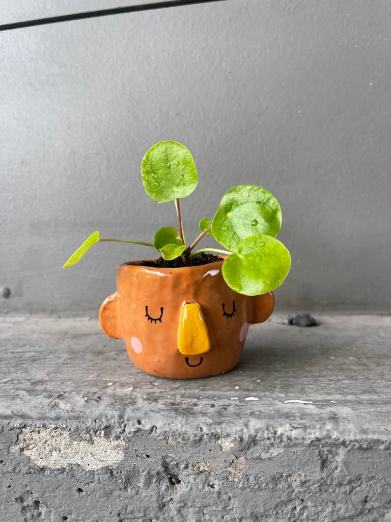 UFO plant in Sleepy Head Planter -Local Artist, Howdy Ceramics | Plant ...